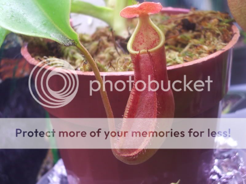 N.Red Dragon - FlyTrapCare Forums